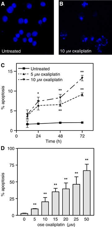 Induction Of Apoptosis By Oxaliplatin A Nuclear Morphology Of Dapi