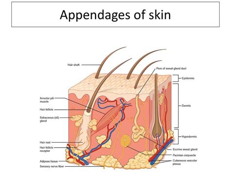 Chapter 4 Tissues And Integumentary System Ppt Download