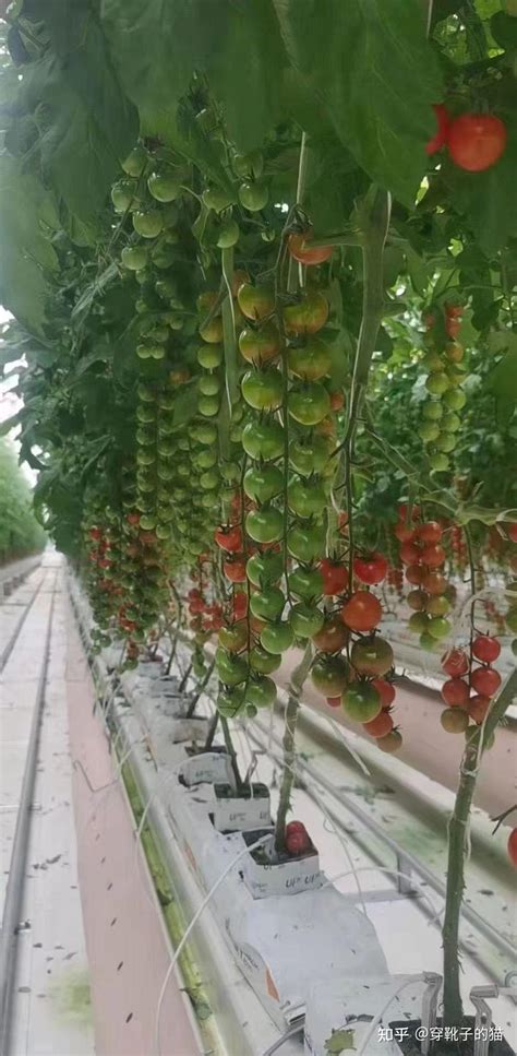 荷兰玻璃温室小番茄高糖种植方案 知乎