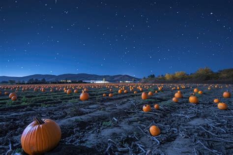 Pumpkin Patch Night Images Free Download On Freepik