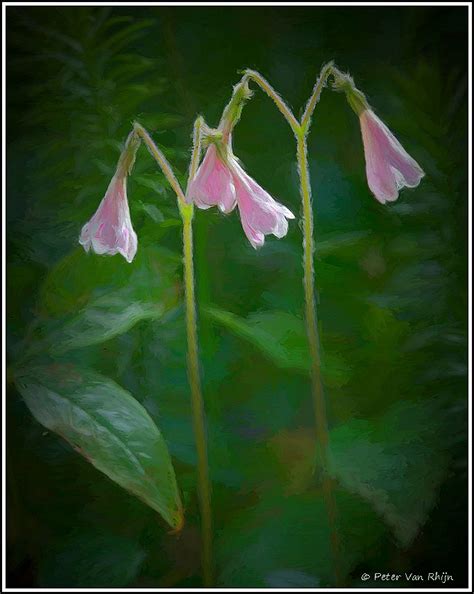 Interesting Selective Lighting 1 Peter Van Rhijn Photography