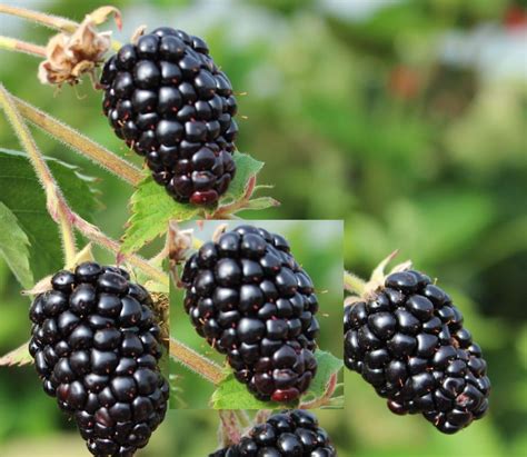 Blackberry Prime Ark Freedom Thornless Live Potted