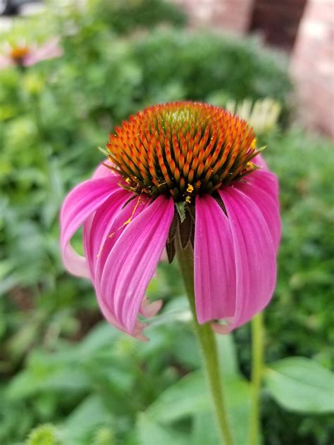 Echinacea Angustifolia Herb Seeds The Thyme Garden