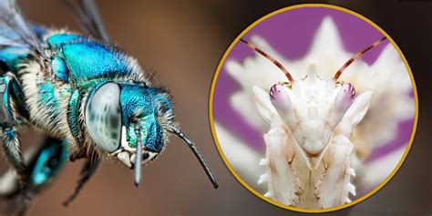 A Pixar Classic Comes To Life In Exclusive Images From National Geographics A Real Bugs Life