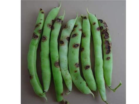 Anthracnose In Beans Barmac Pty Ltd