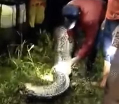 Missing Indonesian Mans Body Found Inside Massive Python Huffpost The Worldpost