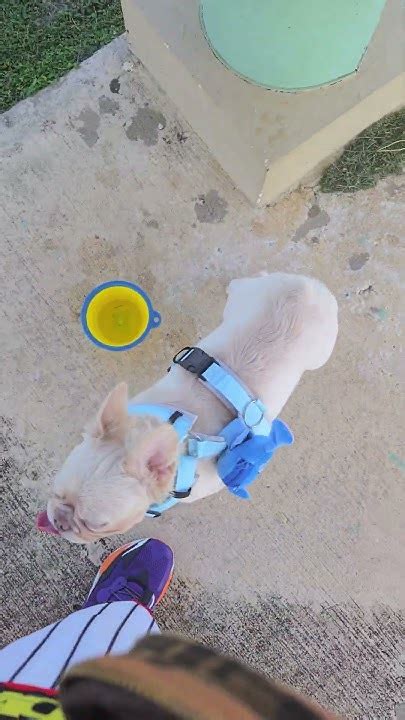 Vegeta Frenchie Fluffly Youtube