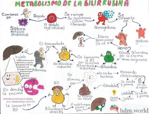 Cómo Entender El Metabolismo De La Bilirrubina Dr Oscaragui