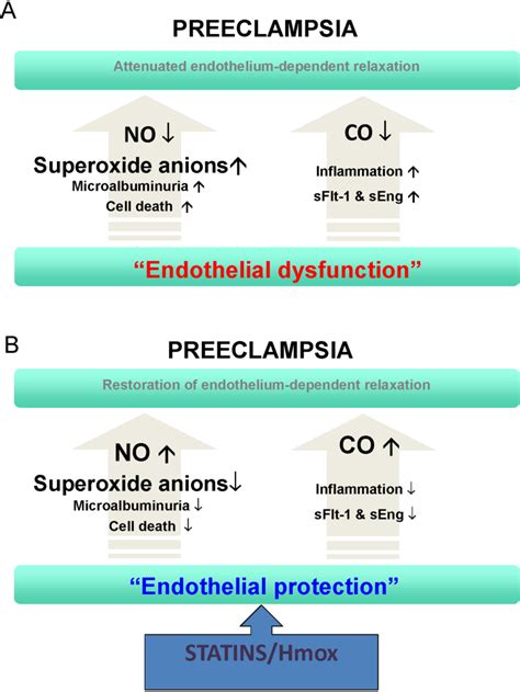 Unifying Preeclampsia Model Of Endothelial Dysfunction And Endothelial