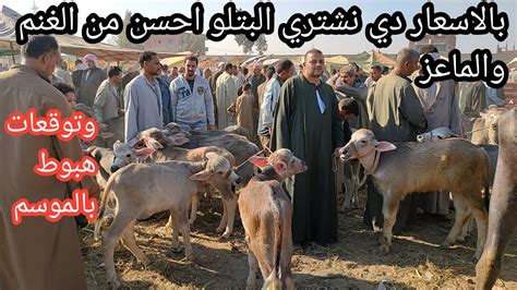 بالاسعار دي نشتري بتلو احسن من الغنم والماعز عجول ممتازه بأقل من اسعار الغنم وتوقعات اللي جايه