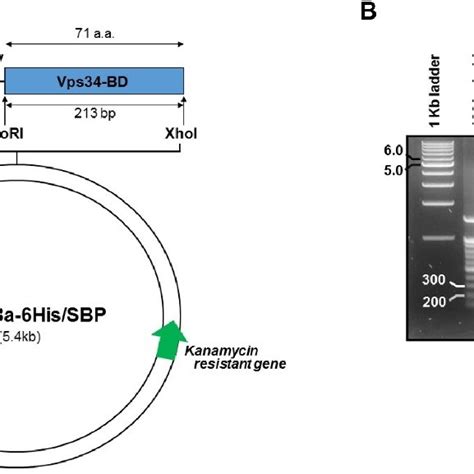Construction Of The Bacterial Vps34 Bd Overexpression System A A Download Scientific Diagram