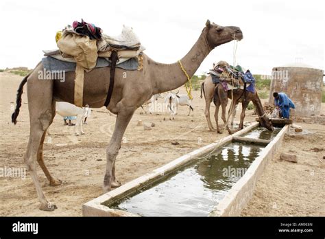 Water Trough With Camels