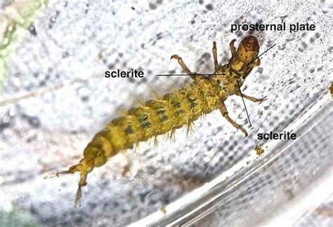 Hydropsychidae Genus Hydropsyche Hydropsyche Bugguidenet