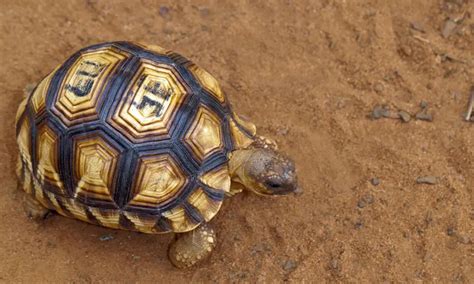 What Is A Tortoise Shell Made Of The Composition Behind This Wonder