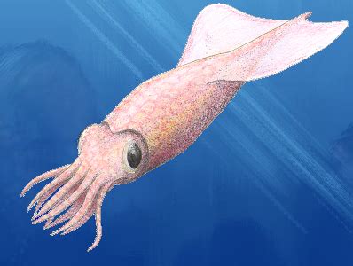 Belemnites Prehistoric Squid Relatives — Fossils Facts