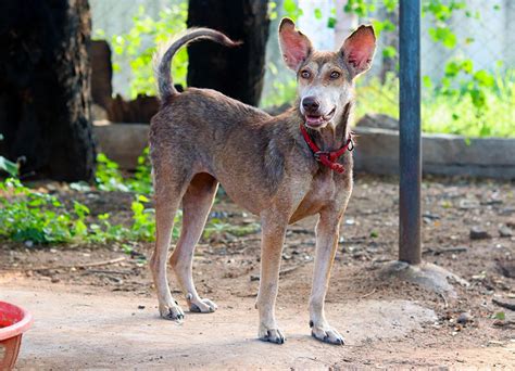 Humane Animal Society Animals Pixie