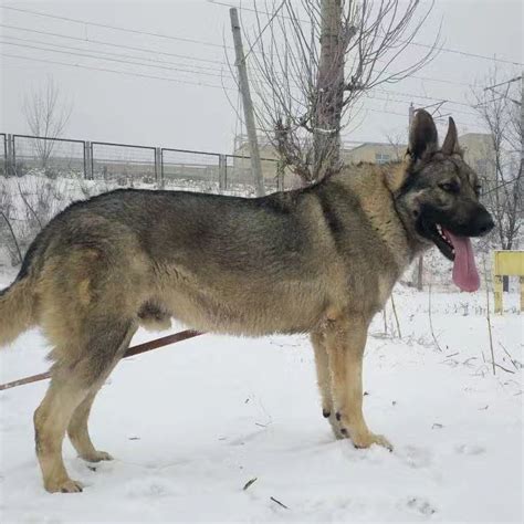 太仓犬百科 太仓犬天敌图片 排行榜123网