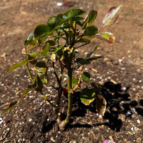 Rose Sophie Rochas 索菲罗莎 Etsy