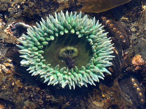 Phylum Cnidaria Sea Jellys Anemones Corals And Hydroids — Coke Smith