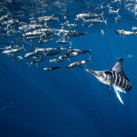 Baja Shark Experience All You Should Know Before Going 2026 With