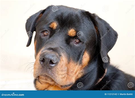 Brown Rottweiler