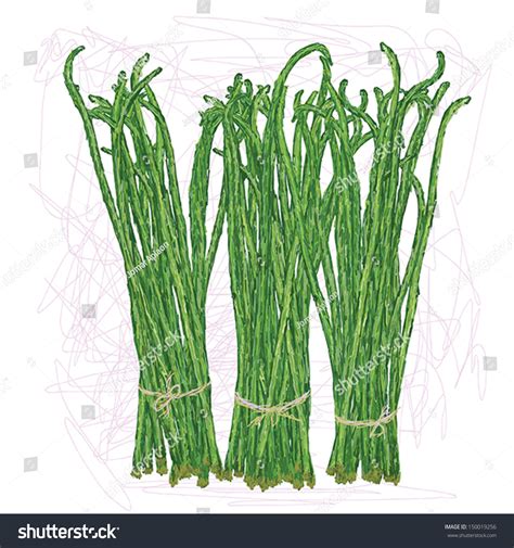 Unique Style Illustration Bunch Long Beans Stock Vector Royalty Free