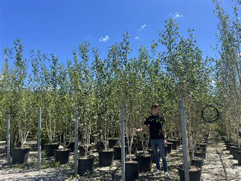 Birch Multi Stem Trees Betula Utilis Jacquemontii Harrod Outdoors