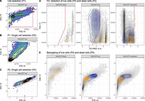 Flow Cytometry Gates To Sort Live Single Neurons A Cells Are