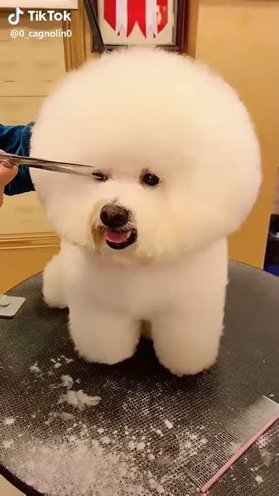 احسن كلب واحلى كلب سمين ههههه Youtube