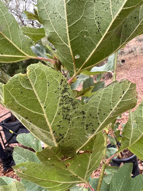 Sycamore Pests Or Fungal Rplantclinic