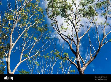 Eucalyptuses Eucalyptus Tree Eucalyptus Flora On The East Coast