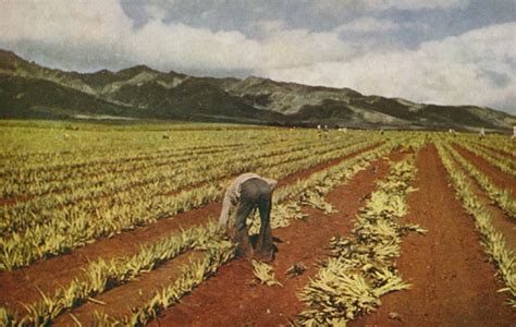 Tiny Pineapple Gallery C162 — Planting Pineapple