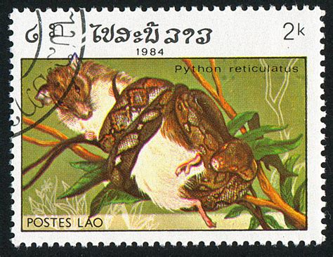 Reticulated Python Background Images Hd Pictures And Wallpaper For