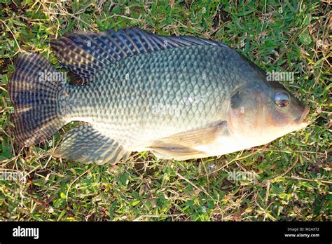 Tilapia Fish Species At Harry Brawner Blog