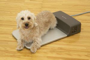 犬用ヒーターのおすすめ10選。寒い冬もあたたかく過ごそう