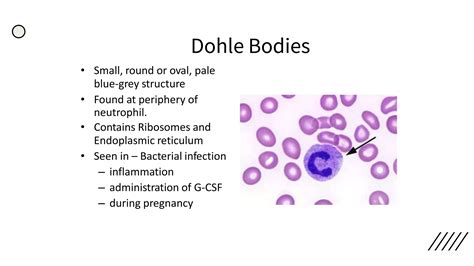 Peripheral Smear Staining And Morphology Pdf