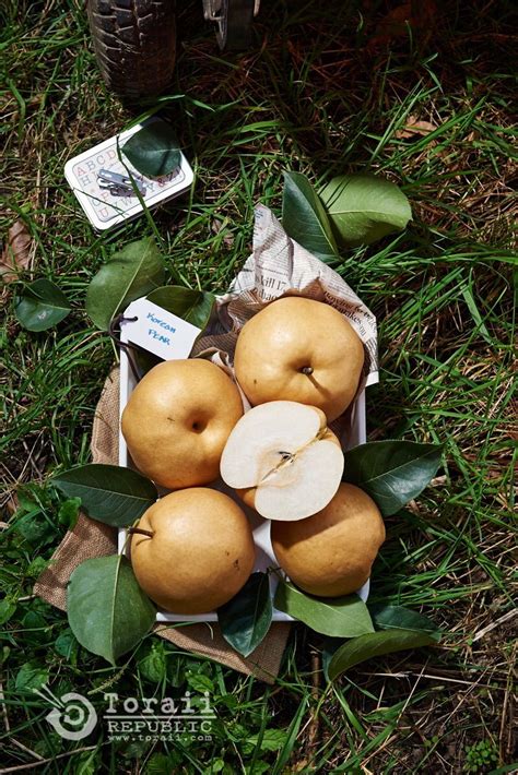 Photo Of The Korean Pears In The Pear Farms 프로모션 배너 과일 공예