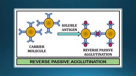 Passive Agglutination Pptx