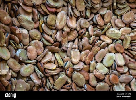 Dried Broad Beans Vicia Faba At The Market The Broad Bean Is A Plant
