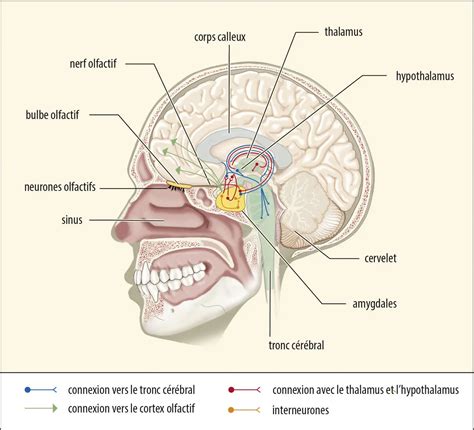 Lieux De Projection Du Système Olfactif Média Encyclopædia Universalis