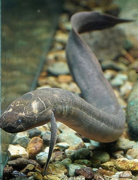 Spotted African Lungfish Protopterus Dolloi Tropical Fish
