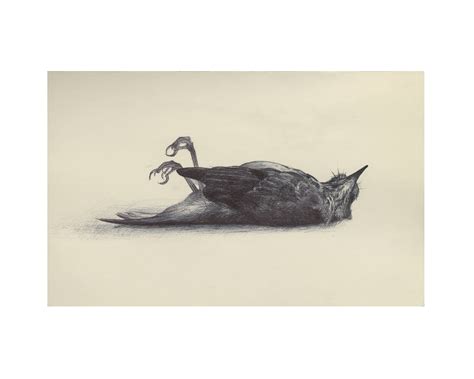 Dead Bird Illustration