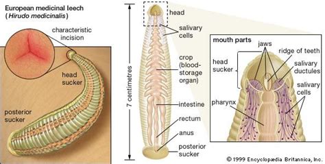 Hirudinea Leech Anatomy