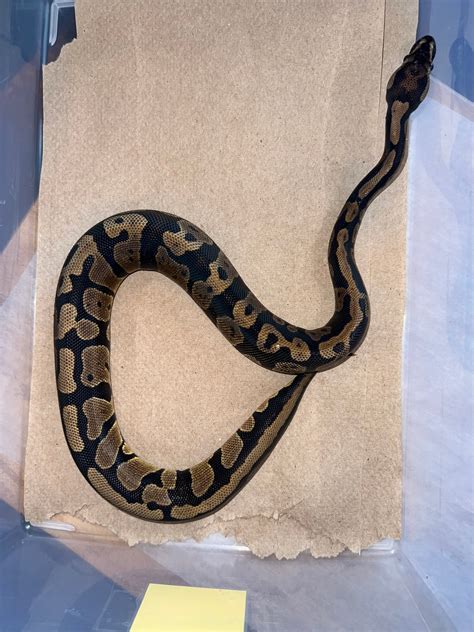Confusion Ball Python By Mk Exotics Morphmarket