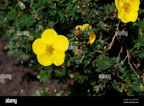 Yellow Potentilla Fruticosa Goldstar Shrubby Cinquefoil Flower Grown At Rhs Garden Rosemoor