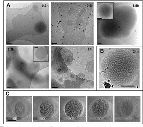 Figure 3 From The Evolution Of Bicontinuous Polymeric Nanospheres In