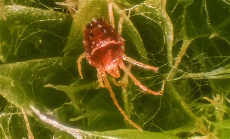 Where Do Clover Mites Come From What Attracts Them Dailyhomesafety
