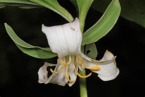Trillium Flexipes Identification Health Benefits Uses Invasive