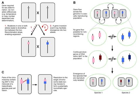 Sex And Speciation The Paradox That Non Recombining Dna Promotes