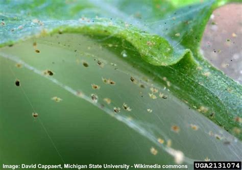 Spider Mites On Plants 9 Effective Ways To Kill Spider Mites